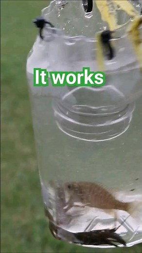 Easy DIY Fish Trap. #fish #fishing #fishtrap #diyfishing