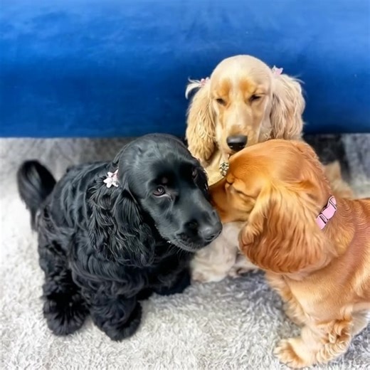 73K views · 2.5K reactions | Cocker spaniel #cockerspaniel #fyp #reel | Cocker Spaniel Owners | Facebook