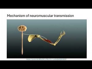 4 Nervous system A neuromuscular transmission