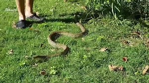 Teen sees snake slither under car bonnet