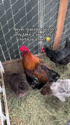 Understanding Chicken Reproduction: Fertilization Facts