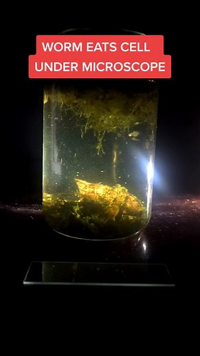 Exploring Turbellarian Worms Under the Microscope