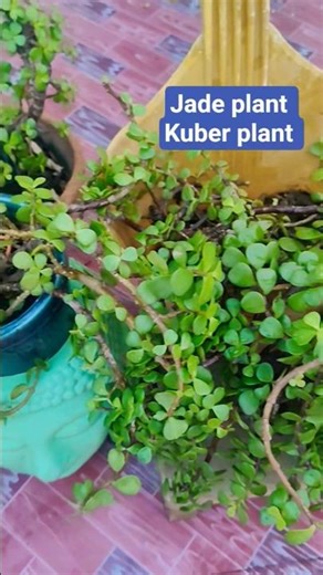 Jade plant/ Kuber plant #plants #shorts #gardening #jadeplant