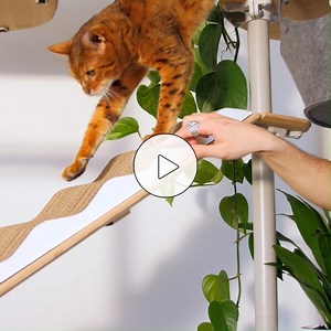 Your cat’s dreams have just come true…😻 Say hello to the NEW Freestyle Cat Tree, providing limitless entertainment opportunities for your feline friend. Choose your cat tree or create your own here: https://www.omlet.co.uk/shop/cat_products/freestyle-floor-to-ceiling-cat-tree-uk/ | Omlet - Remarkable Pet Products