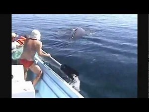 Amazing Humpback Whale Rescue & It's Joy After Being Set Free (2011)
