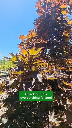  Purple today – gold tomorrow! Meet Acer Crimson Sentry. These Acer...