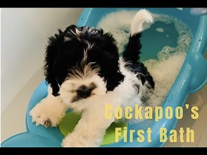 How to give a Bath to a Cockapoo, Our Family’s first Puppy.