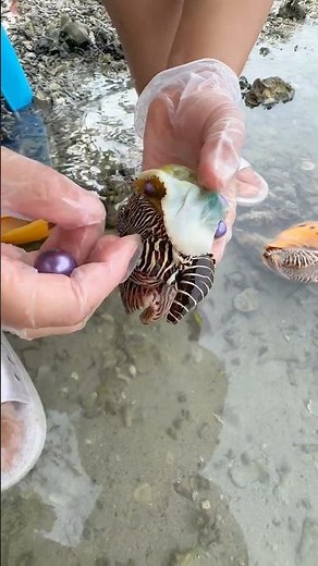 Sea Agate and Sea Crystal: Finding Hidden Treasures on the Shore and rare pearl