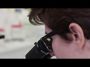 La différenciation des cellules souches pluripotentes humaines en organoïdes intestinaux