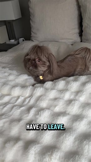 Shih Tzu problems #shihtzu #doglover #smalldog #dogmom #dogpack