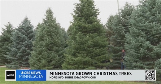 Here's what boxes you should be checking when getting a real Christmas tree