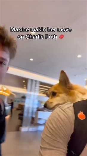 1.5M views · 10K reactions | Page Six is gonna have a field day with this one Charlie Puth | Maxine the Fluffy Corgi | Facebook