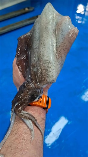 16K views · 26 reactions | Fresher than fresh. This Calamari is jig caught, packed and snap frozen within hours, then sent on its way from Port Lincoln to our store. We carefully thaw a box or 2 every morning and afternoon, and end up with a product that is almost still swimming. Jarrod Day doesn't need a ranking, number 1 means nothing when you are the Calamari King. | The Big Fish, Fish Market | Facebook