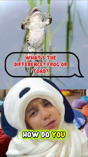 What’s the Difference? Frog or Toad? #englishlanguage #shorts #vocabulary #englishspeaking #aarvi