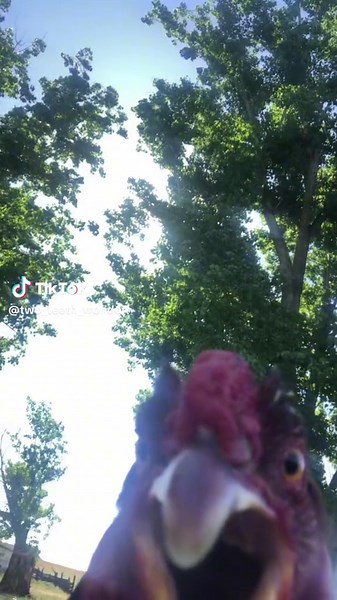 Here Comes the Rooster: Cool Flippin' Moments with Chickens