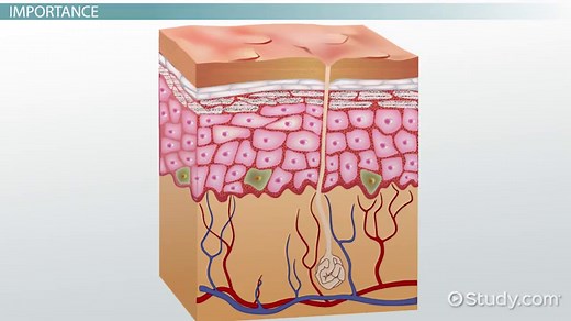 Cell Membrane Overview, Functions & Importance