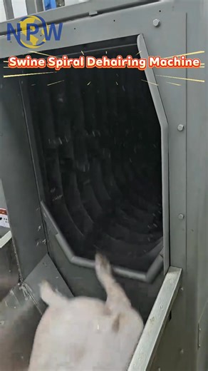 The spiral dehairing machine for pigs is a core piece of equipment in modern pig slaughtering lines, used for the efficient and automated removal of hair from the surface of pig carcasses. It replaces traditional manual scraping or pool-type dehairing with mechanical friction, and is a key step in improving efficiency, hygiene standards, and product appearance. After the pig carcass is softened by scalding in hot water (usually 61-63℃), it is fed into the inlet of the spiral dehairing machine by