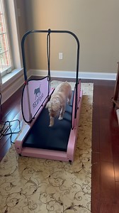 37K views · 139 reactions | Too hot for paws on the pavement, so we got Ivy a puppy treadmill ☀️ She’s crushing it! Gotta get her walks in - without burning her little toes!  @dogpacer_treadmill | Melissa Gisoni | Facebook