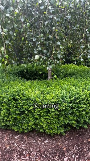 Our English box hedge is looking better than ever! 🌿 How did we get it this healthy? Tim has been giving it plenty of TLC and the results speak for themselves. Consistent watering Small, regular prunes High-quality feed, big fans of Top Buxus | ImpressivePlants.com.au