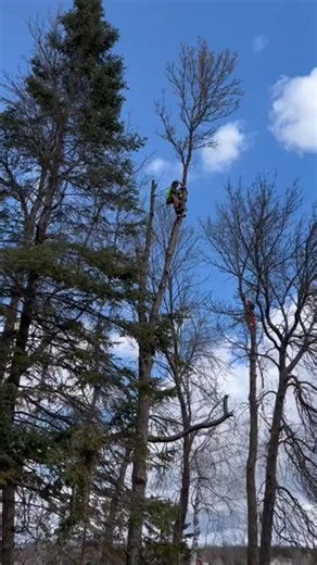dropping the top out of an ash tree #deforestation #treefelling #logging #treecutting #timberharvest #chainsaw #nature #viral #USA | Zoriana