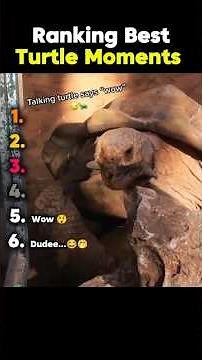 Ranking Best Turtle Moments🤣#ranking #funny #turtle #moments