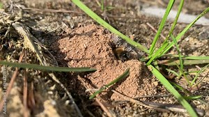 mining bee crawls from its hole in the ground to the surface. Stock Video