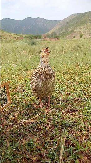 Teetar beautiful sounds cute bird