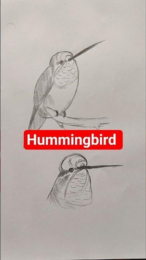 Hummingbird Sketch | Freehand Bird Drawing Short Video | Quick Sketching #drawing