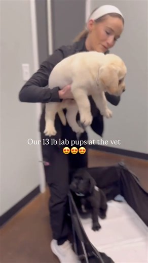 The Happiest Labrador on Instagram: "No, all of our pups do not always end up the same size. Size is determined by a couple of things. Some of it depends on genetics, so the size of the parents etc, and some simply depends on the litter size as well! Typically when we have a smaller litter, our pups lean towards the bigger side because they get mom all to themselves! We have to work double time to be sure a litter of 10 gets as much food as just a litter of 3 would naturally with mom ☺️ In gener