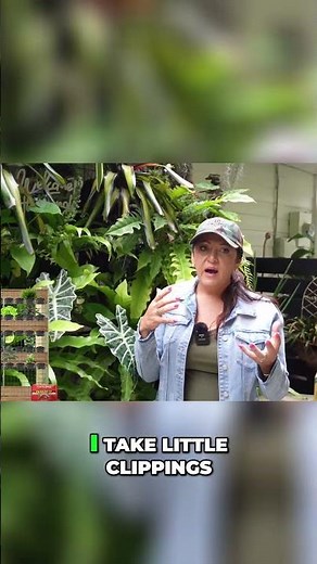 Propagate Ficus & Alocasia Like a Pro! (Easy Plant Hacks)