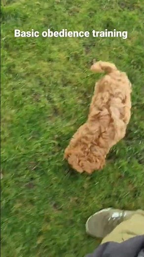 Training a cockapoo puppy basic obedience. 🐾🐶🐕 #puppytraining
