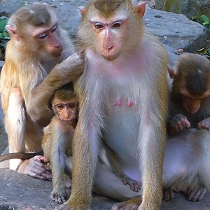 22 reactions | Poor abandoned monkeys taking the rest on the rock together | Monkey Rainbow | Facebook