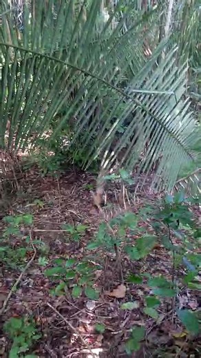 MA: buscas por crianças desaparecidas ocorrem em mata fechada