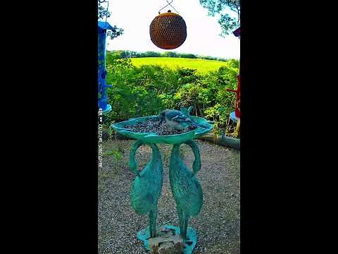 Bird Feeder LIVE Cam 🐦- Massachusetts
