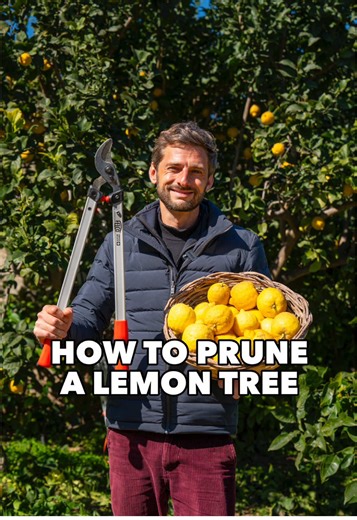 How to prune a Lemon Tree 🍋✂️ Tutorial for a healthy & productive tree 🌿 No matter the size of your lemon tree, regular pruning is essential to keep it healthy, productive, and well balanced. A well-pruned citrus tree allows better sunlight penetration, improved airflow, and stronger fruit development. Here are the main branches you should remove: 🍋First, remove all dead wood. Dead branches drain energy, attract pests, and can spread disease. Removing them improves overall tree health. 🍋Seco