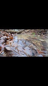 4.2K views · 92 reactions | More MonkeyCam with insta360 Go camera, he was thirsty殺 #trails #hiking #Cats #Dogs #HikingWithCats #ASMR #Animals #GoldenRetrievers #HikingWithDogs #deer #Nature #thedodo #funny #asmrsounds #asmrfood | Brown Hiking Trails | Facebook
