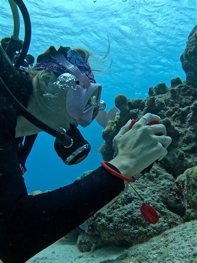 Discover the Unique Yellow Headed Jawfish