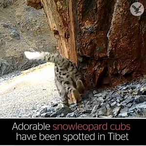 40K views · 769 reactions | Snow Leopards are no longer endangered! | The Independent | Facebook