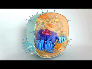 CELLULAR RESPIRATION #information #science #biology #biochemistry #education #educationalvideos