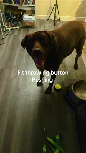 He knows how to push buttons and get his way get his dog treats and dog food #dogsoftiktok #buttons #dogtalk #dogbuttons #tantrum