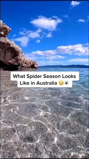 🕷️ 𝗦𝗽𝗶𝗱𝗲𝗿 🕸 on Instagram: "australia ain’t eva seeing me . .📸 Source : Tiktok: directify All credit are reserved for their respective Owners . Pls DM for Credit or Remove. .---------------- . . #spiderlily#butterflyphotography#coolbugs#spider#bugphotography#macrophotography#bugsofinstagram#spidersoftheworld"