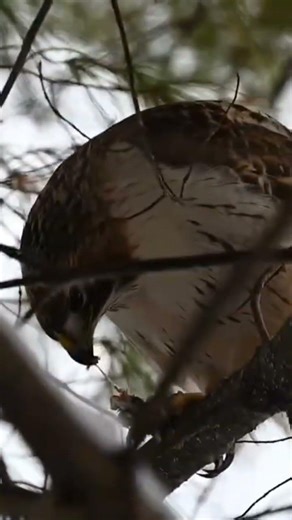 Red-Tailed Hawk Successfully Hunts Prey. #redtailedhawks #birds #predator #raptor #hawks #nature