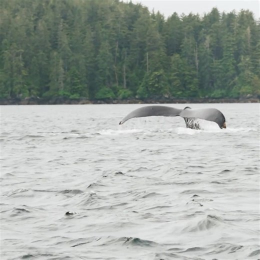 Epic Alaskan Halibut Battle! | Addicted Fishing