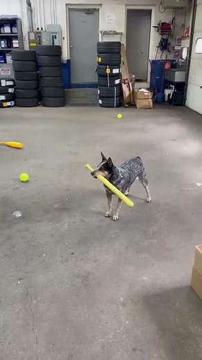 Baseball Dog Hits Home Run || ViralHog