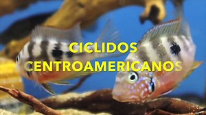 19 reactions | Listado próxima importación CICLIDOS CENTROAMERICANOS...