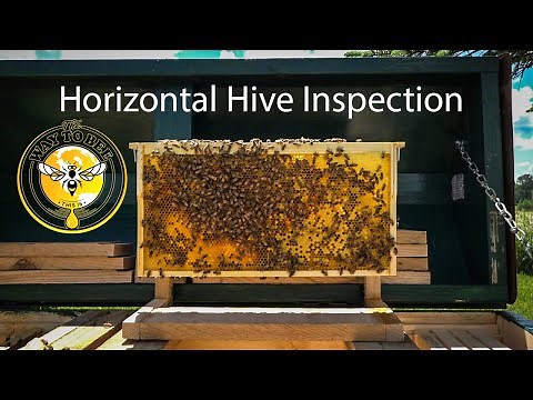 Long Langstroth Hive Update Inspection Saskatraz Honey Bees Horizontal Hive with Better Comb