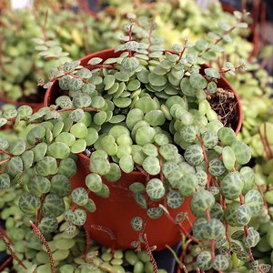 Peperomia prostrata - String of Turtles [large]