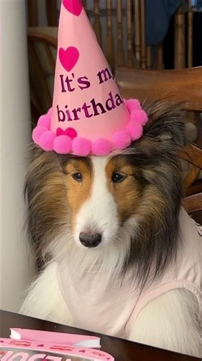 Greeting Cards are the BEST .... sort of 🐶😆 e573-2