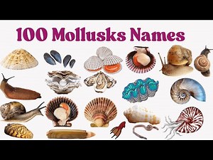 Moluska| 100 Mollusks That Will Blow Your Mind|