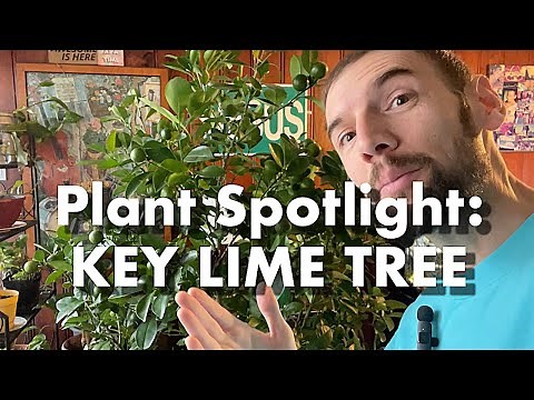 Plant Spotlight: the AMAZING Key Lime Tree - Basic key lime tree care for indoors!